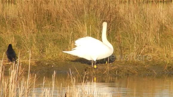 Mischievous Crow - Buy, Sell or Upload Video Content with Newsflare