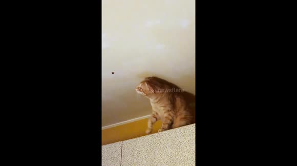 Aromatic encounter: Italian red cat's hilarious reaction to stinky bug ...
