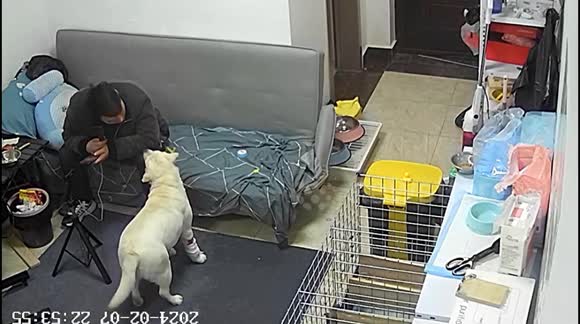 Intelligent labrador retriever persistently shakes head to alert owner ...
