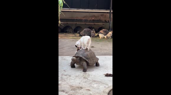 Pet goats ride on the back of giant African tortoise - Buy, Sell or ...