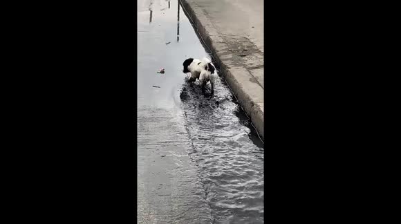 Kairo's wild splash: Manila dog takes a dive in open sewer adventure ...