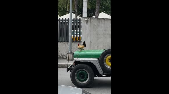 Fearless chicken cruises Manila streets on bonnet of moving vehicle ...