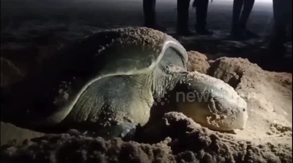 A giant tortoise that came ashore from the bay of bengal in south india ...