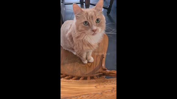 Partially Shaved Cat Shares His Opinions - Buy, Sell or Upload Video ...