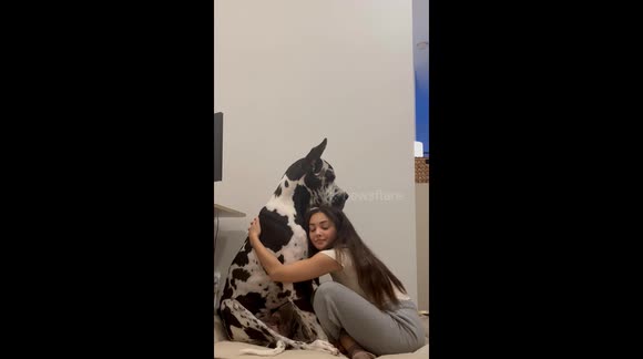 A Dog Owner Gives Her Great Dane A Hug - Buy, Sell or Upload Video Content with Newsflare