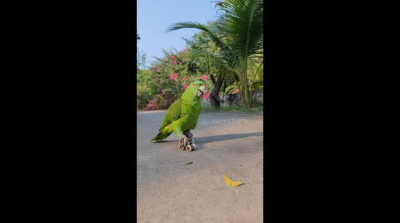 Parrot Shows Off Roller-Skating Skills - Buy, Sell or Upload Video ...