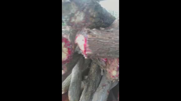 A strange tree that secretes blood-colored sap in Vietnam - Buy, Sell ...