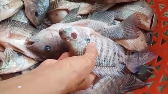The strange fish has no eyes but still lives and develops normally ...