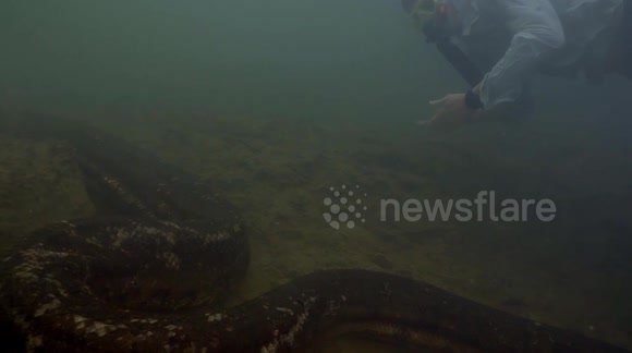 Close Underwater Encounter With Giant Anaconda in State of Mato Grosso ...