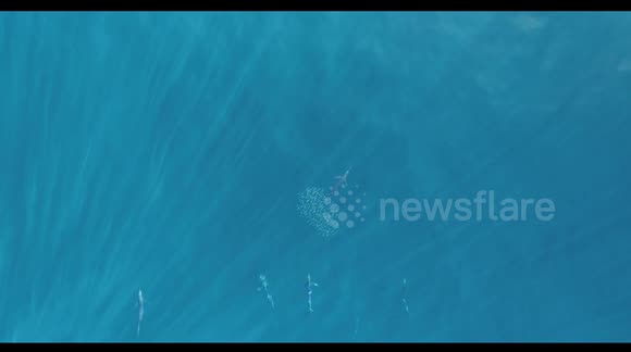 Striped Marlin's Spectacular Color Change Unveiled in Daring Predatory ...