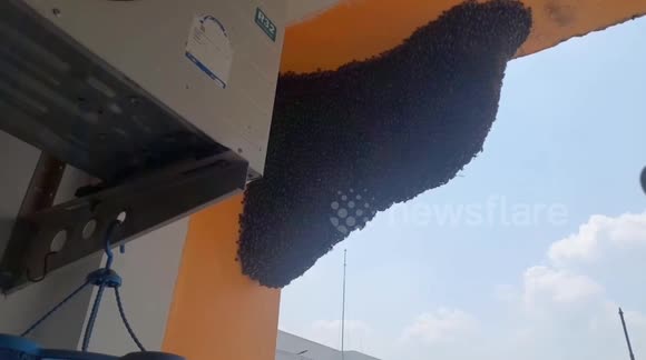 Pest catchers remove huge beehive on apartment balcony - Buy, Sell or ...