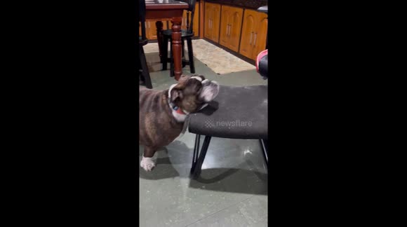 Smart bulldog ingeniously solves chair climbing challenge - Buy, Sell ...