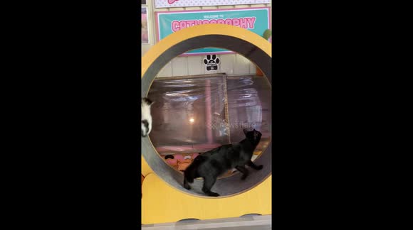 Kitten Clings To Rotating Running Wheel - Buy, Sell or Upload Video ...