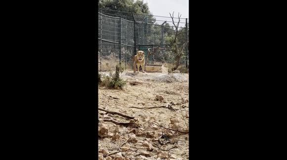 Visiting the Al Ma’wa Wildlife Reserve in Jerash, Jordan. Footage of ...