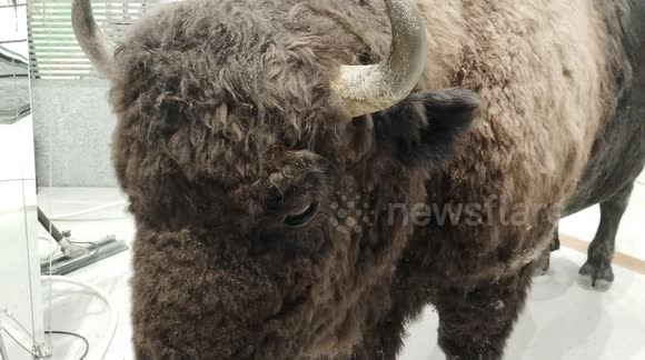 Realistic Bison spotted at Gentle monster at TRX Kuala Lumpur Malaysia ...