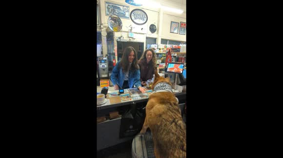 Major the dog greets customers and friends for treats - Buy, Sell or ...