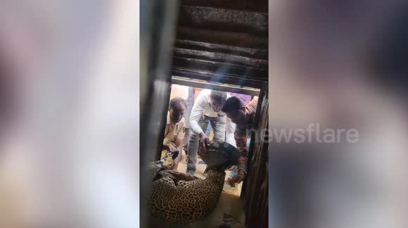Leopard rescued after getting head stuck inside metal bucket in west ...