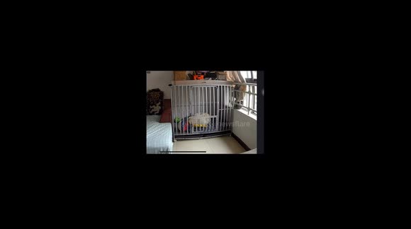 Clumsy Awakening: Dog's Rollover Causes Cage to Collapse in China - Buy ...