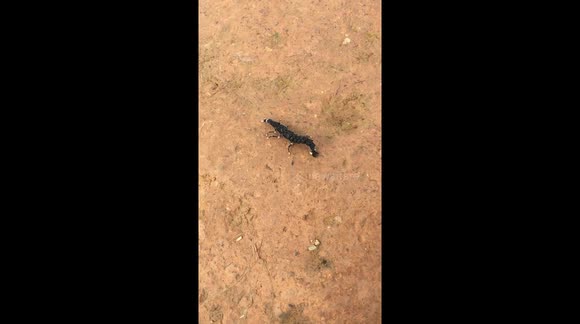 Bizarre larvae creature crawls along ground - Buy, Sell or Upload Video ...