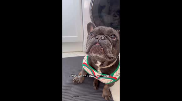 Frenchie is tired of her owner not giving him snacks, he orders a snack ...