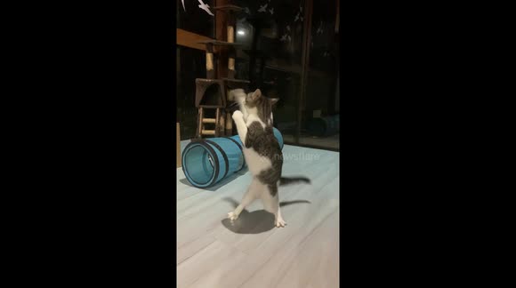 Meowmed Ali? Boxing cat packs a powerful punch! - Buy, Sell or Upload ...