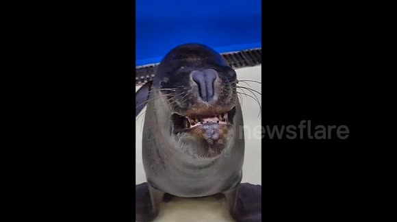 Check this smiling sea lion charms visitors at ocean park - Buy, Sell ...