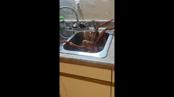 Giant Crab In the Sink - Buy, Sell or Upload Video Content with Newsflare
