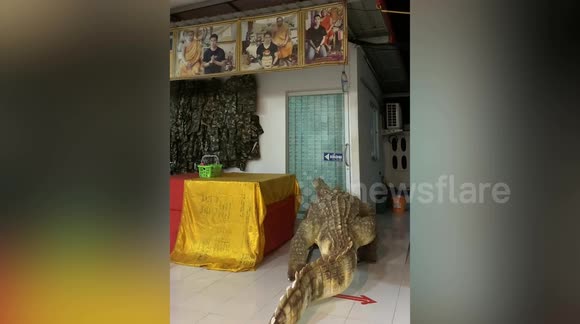 Scared Buddhist monk opens bathroom door with large fake crocodile ... Scared Buddhist monk opens bathroom door with large fake crocodile ...