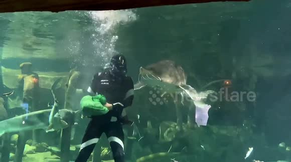Diver miraculously avoids injury as giant fish attacks during feeding ...