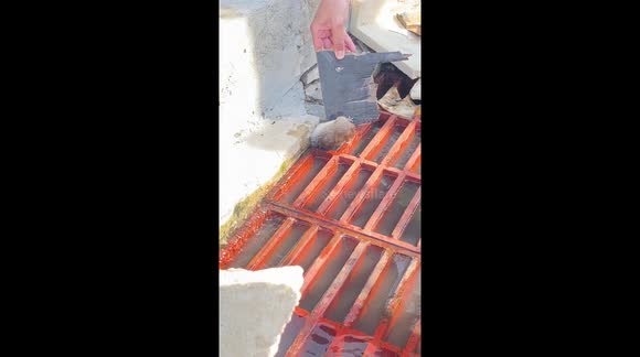 Passerby helps drowning rat stuck in flooded drain - Buy, Sell or ...