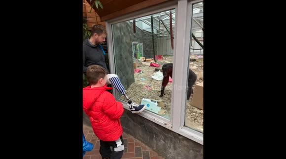Chimpanzee mystified by zoo visitor's prosthetic leg - Buy, Sell or ...