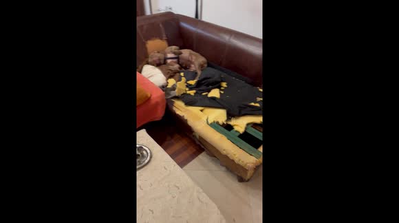 Dog Destroys Couch When Left Alone - Buy, Sell or Upload Video Content ...