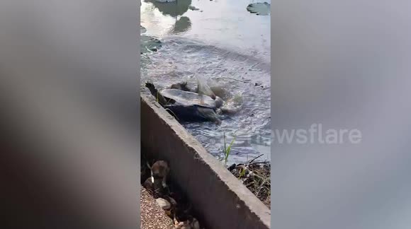 Turtle stuck on its back rescued by passerby - Buy, Sell or Upload ...