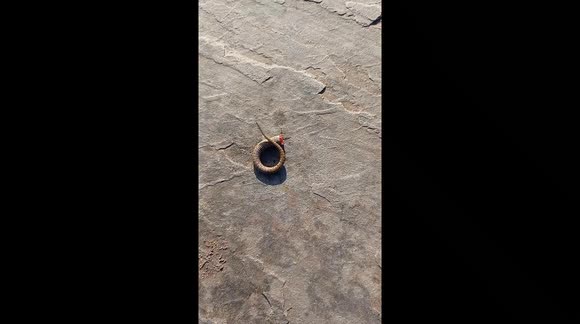 Just a lizards tail wiggling around with just its nerves after being ...