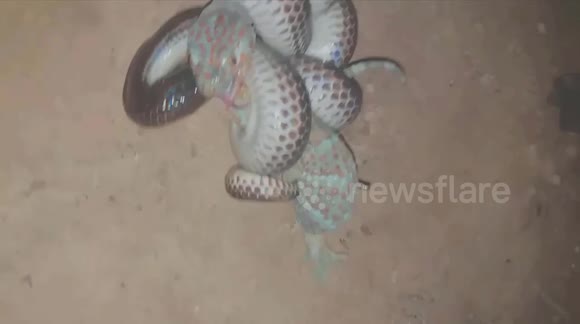 A brave gecko fights a snake to rescue another gecko that is being ...