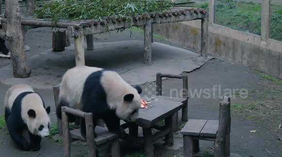 Giant pandas eat at a table at Chongqing Zoo in Chongqing - Buy, Sell ...
