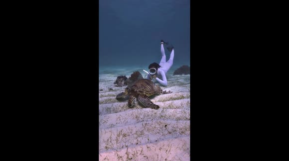 Freediver swims up close with beautiful turtle in the Philippines - Buy ...