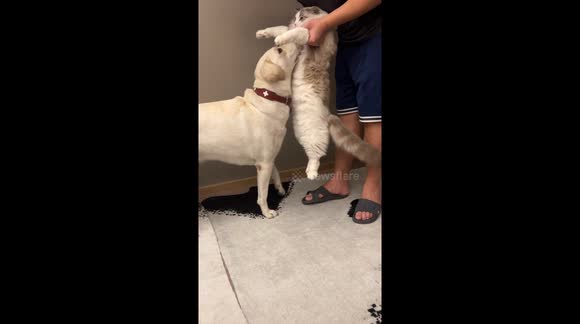 Cat Gets Unconventional Punishment of being Tickled For Bullying Dog in China - Buy, Sell or ...