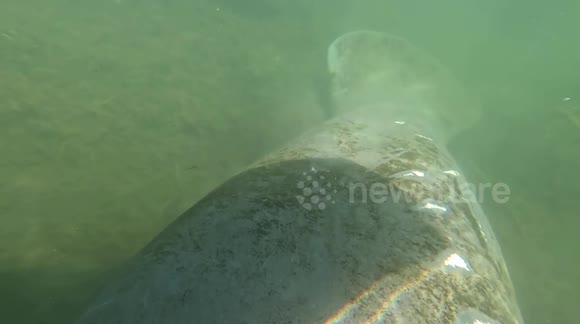 Dad spots huge manatees with propeller scars on their backs whilst ...