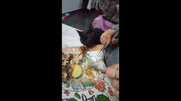 Persistent kitty denied chicken prize in playful food standoff - Buy ...
