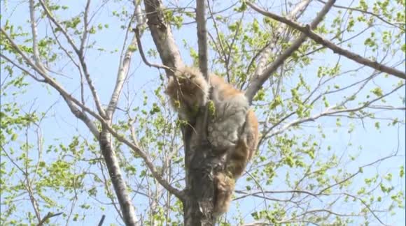 Cat rescued after getting stuck up a tree for five days - Buy, Sell or ...