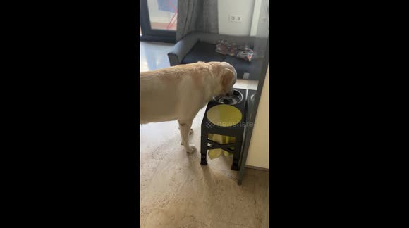 Labrador dabs his face dry after drinking waster - Buy, Sell or Upload ...