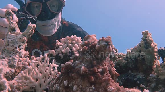 Diver Gets Up Close With a Well-Hidden Octopus - Buy, Sell or Upload ...