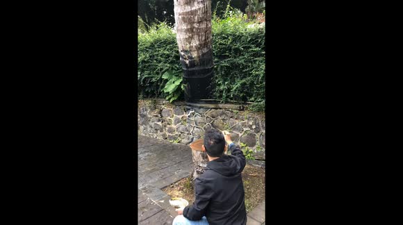 Invisible! Check this breathtaking optical illusion painting on tree ...