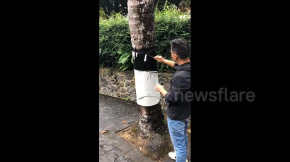 Man Creates Breathtaking Optical Illusion Painting on Tree Trunk in ...