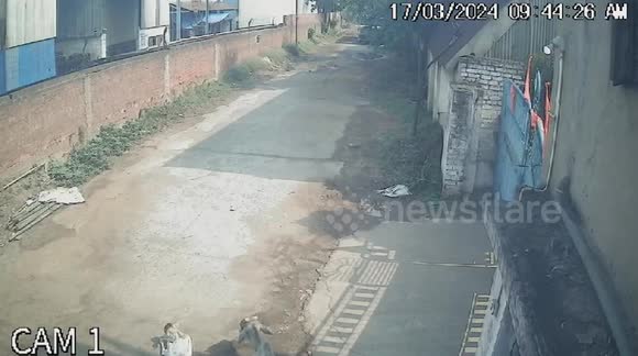 Incredible moment brave cow saves calf's life by stomping on leopard ...