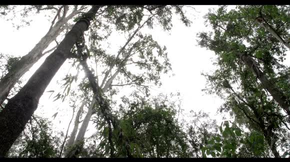 Golden Swamp Wallaby in 4k - Rare coloured wallaby gets interrupted by ...
