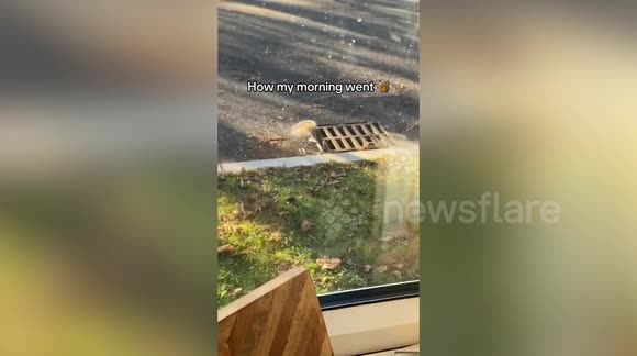 Soggy squirrel gets helping hand after getting itself stuck down sewage ...