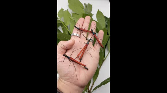 Belgian breeder shows off stunning flying stick insects - Buy, Sell or ...