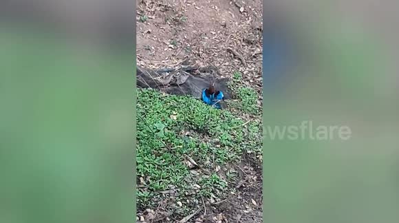 Passerby rescues bird stuck in net - Buy, Sell or Upload Video Content ...